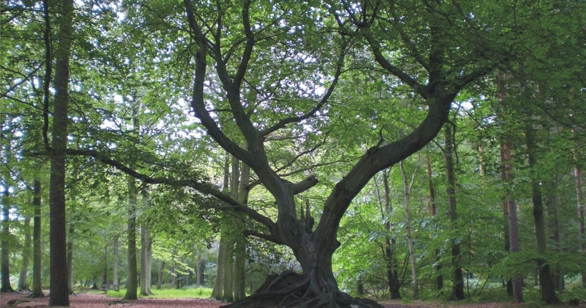Celebrate 4 tremendous trees at Essex Country Parks | Explore Essex