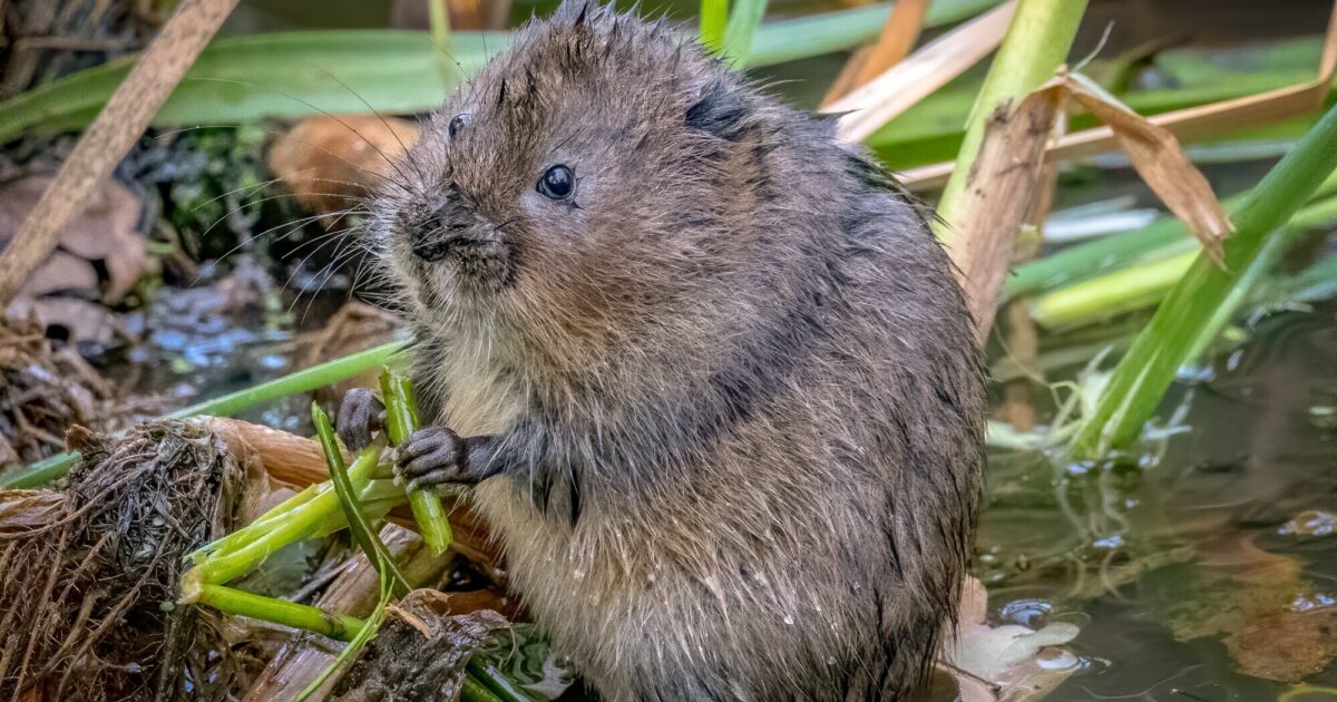 Wonderful wildlife works at Essex Country Parks | Explore Essex