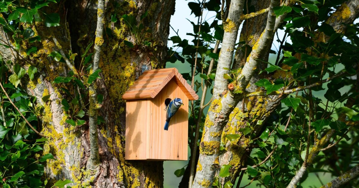 The Bird Box Project at the Essex Country Parks | Explore Essex