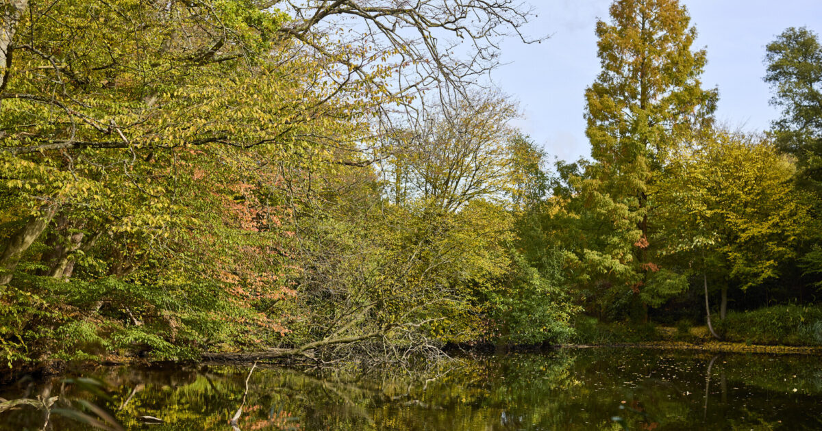 Danbury Country Park | Explore Essex