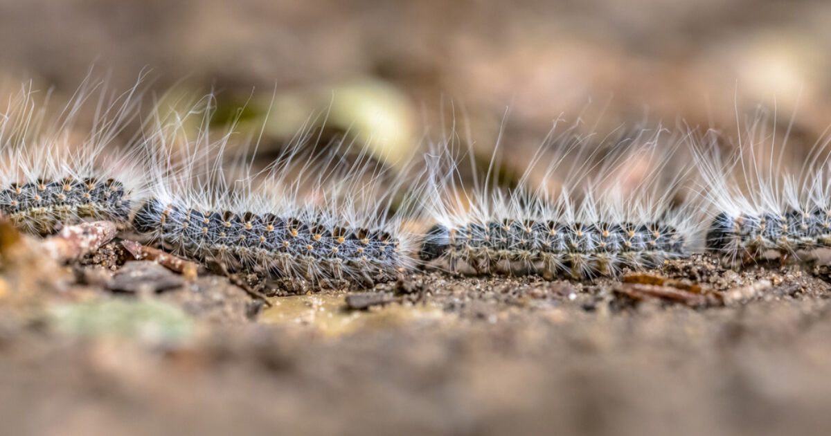 Be Aware: Oak Processionary Moth | Explore Essex