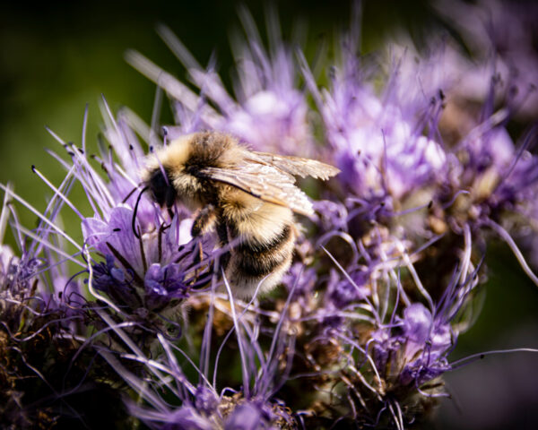 Wonderful wildlife works at Essex Country Parks | Explore Essex