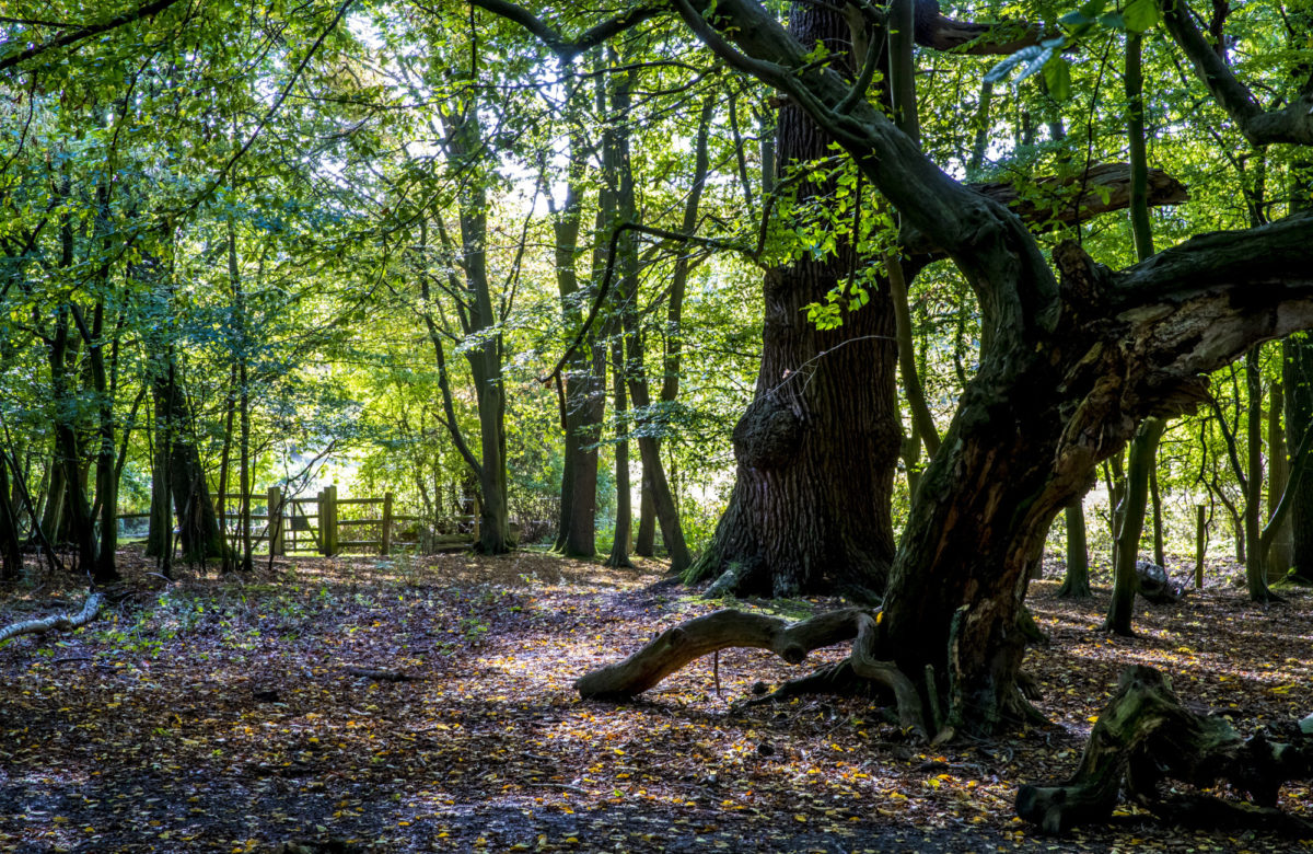 Weald Country Park | Explore Essex