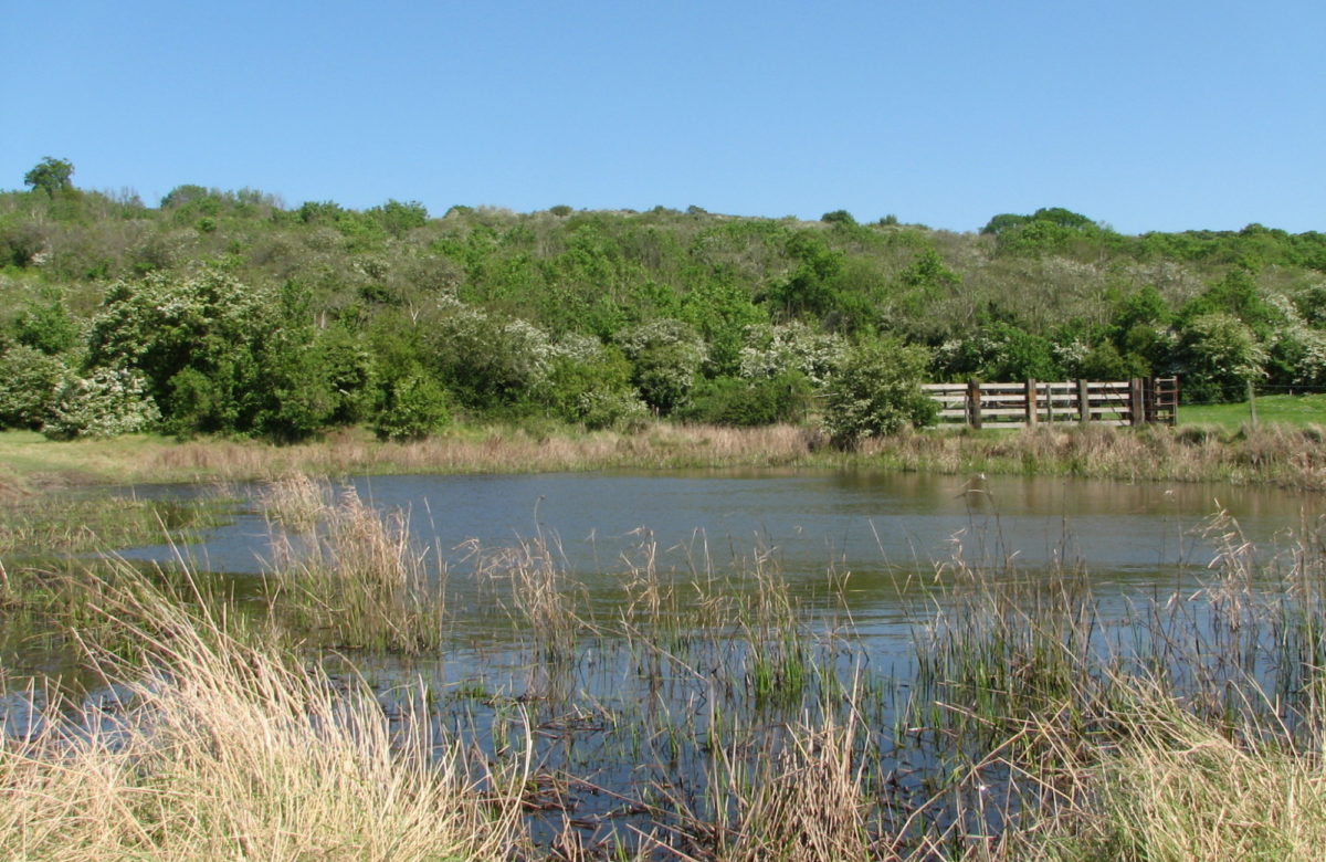 Hadleigh Country Park | Explore Essex
