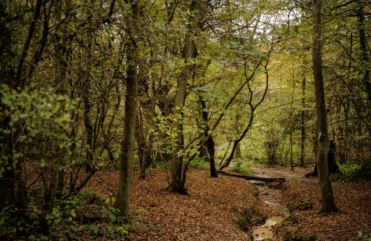 Danbury Country Park | Explore Essex